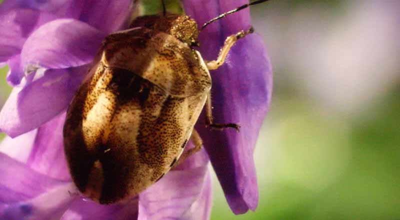 InFocus Play Big IN78 Projector Review | Audioholics